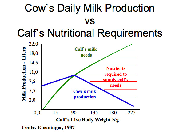 Calf Nutrition Creep Feeding Program | AniproXF