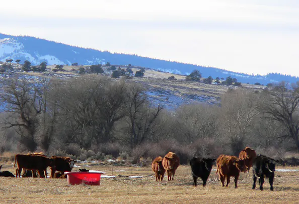 Cow Program: Overview | AniproXF