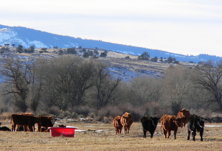 Cow Program: Overview | AniproXF