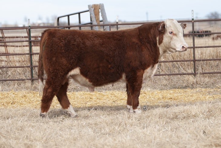 For Sale | Coyote Ridge Herefords