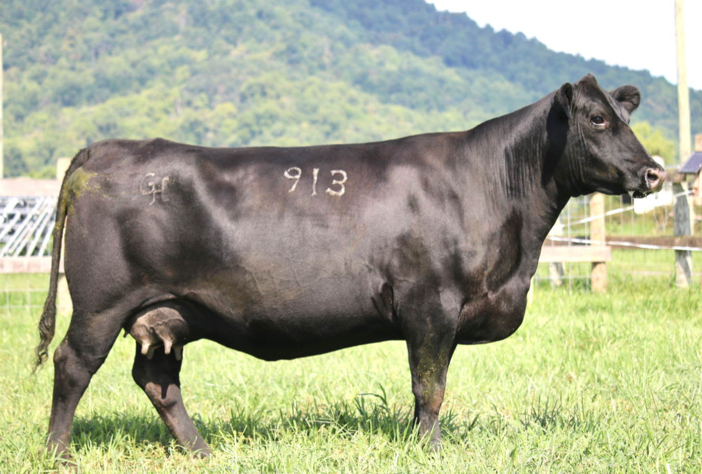 Welcome to Ginger Hill Angus