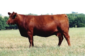 The Red Angus Female | Judd Ranch