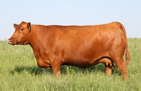 The Red Angus Female | Judd Ranch