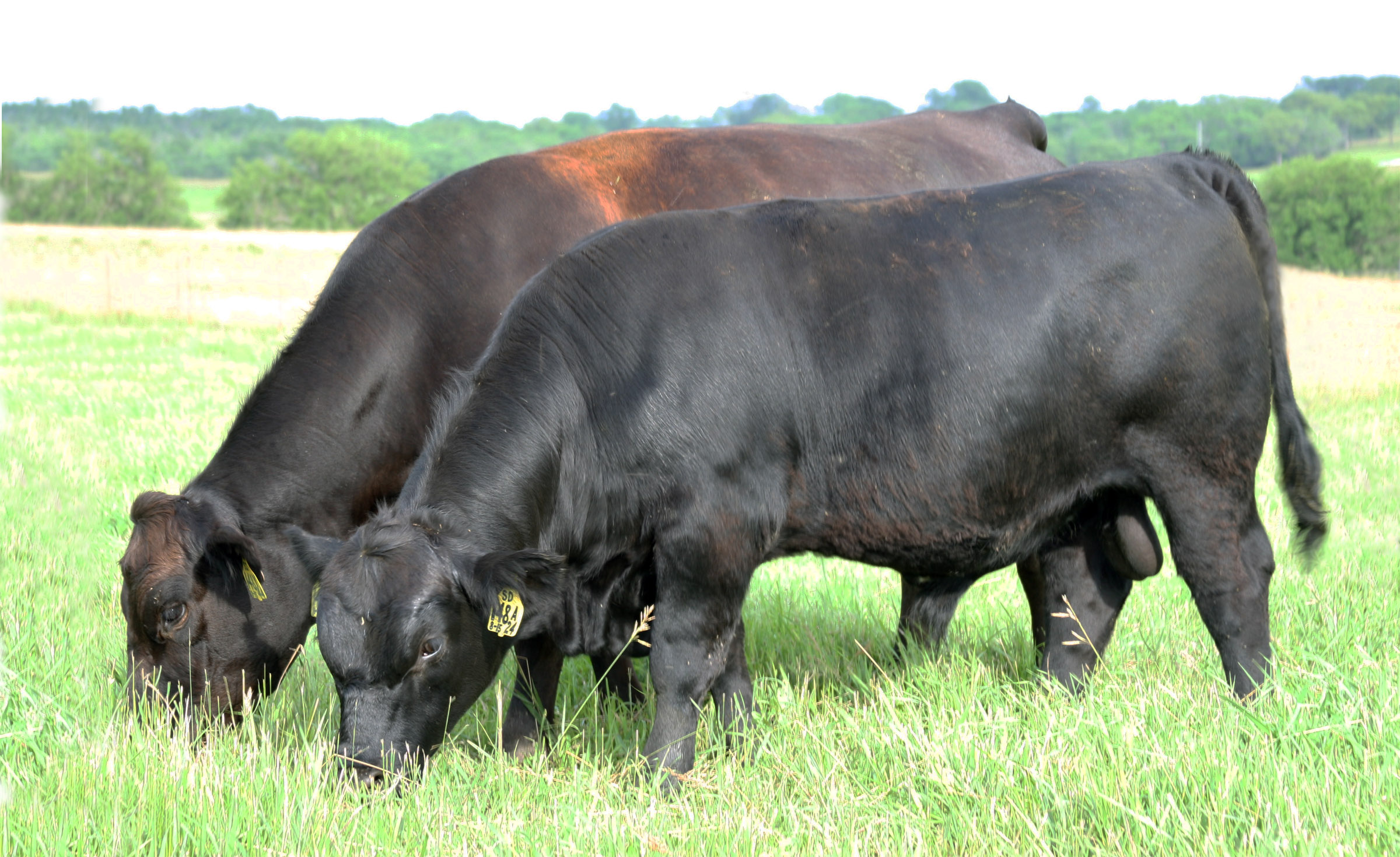 LINEBREEDING 101: Cattle Breed True, More Uniform