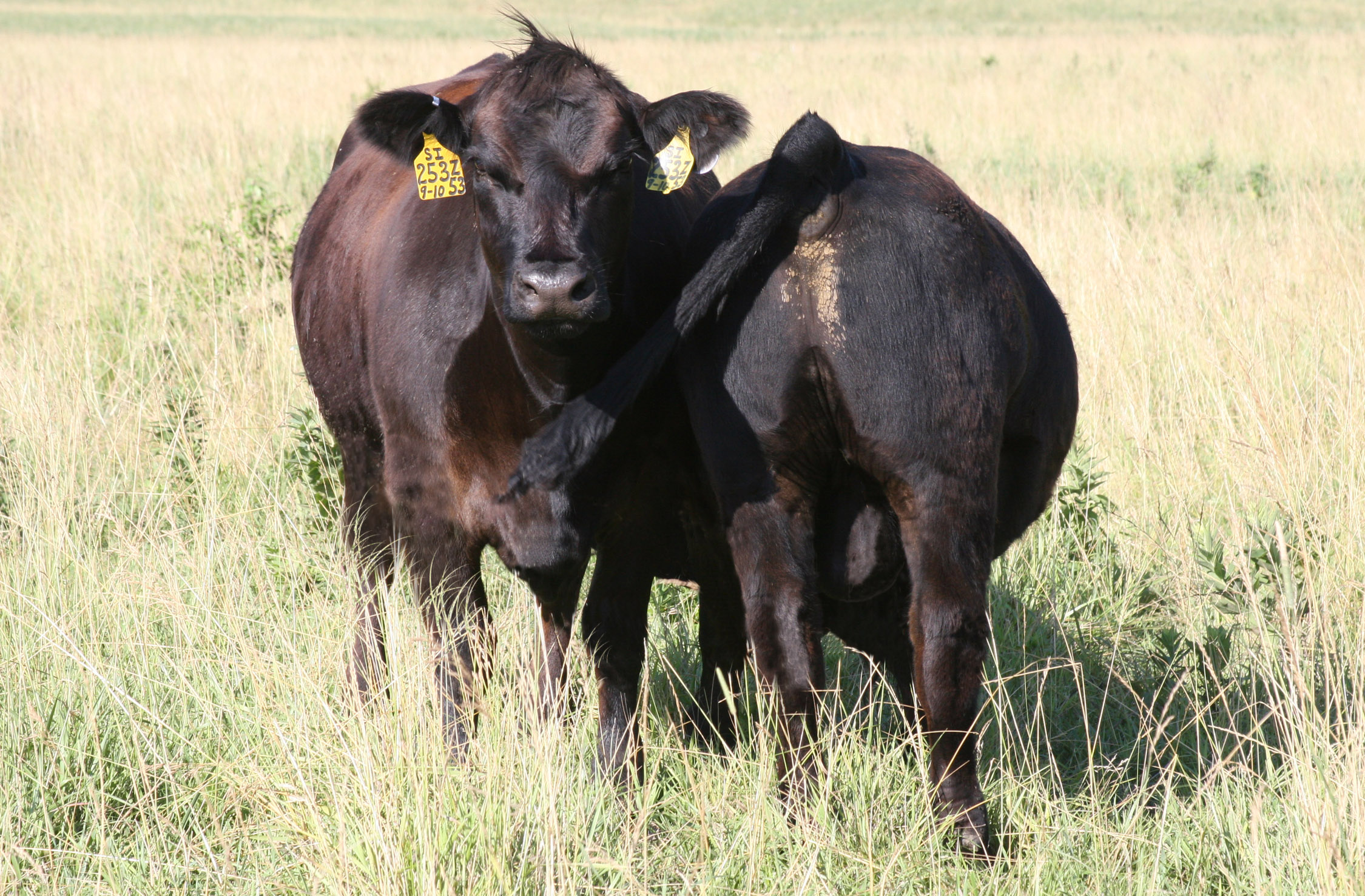 LINEBREEDING 101: Cattle Breed True, More Uniform