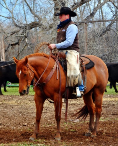 About MLA | Montana Livestock Auction