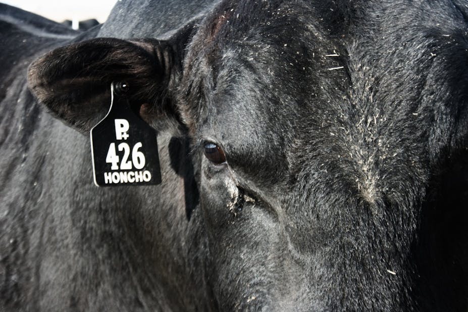 Power Plus - Duff Cattle Company | POWERPLUS