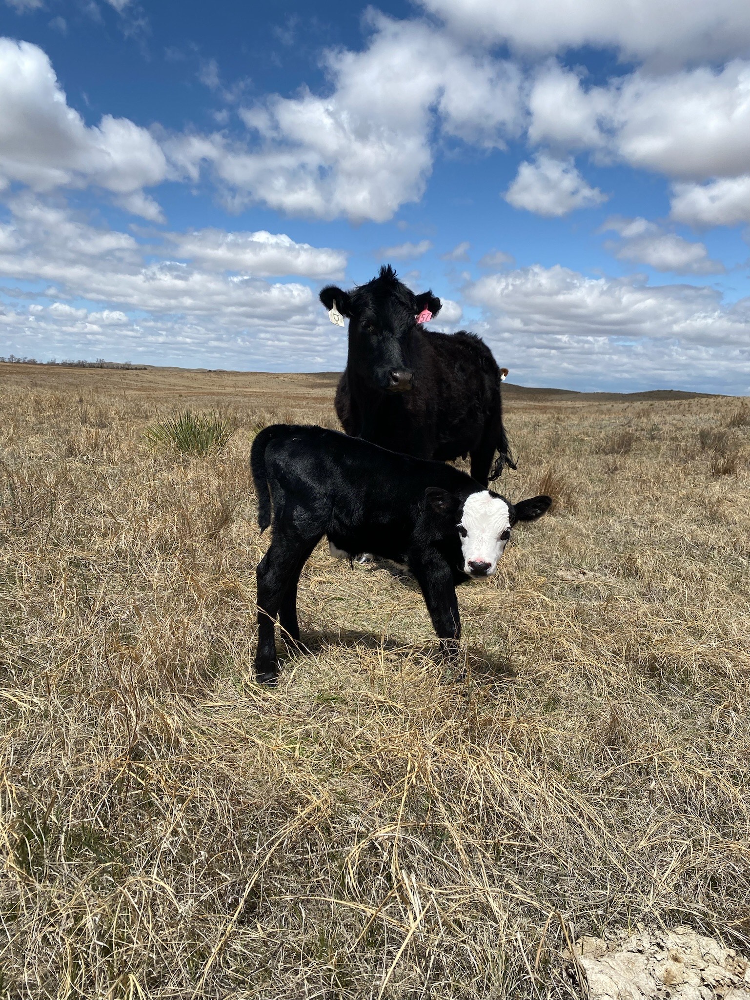 Cow Philosophy